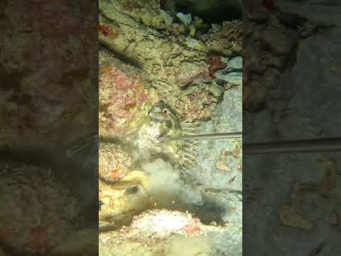 solo dive seafood hunt at night #swasinexplorer #spearfishing #nightspearfishing