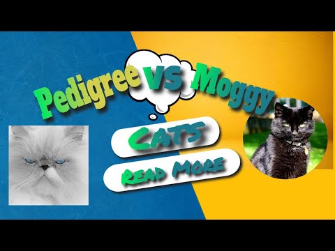moggy cats