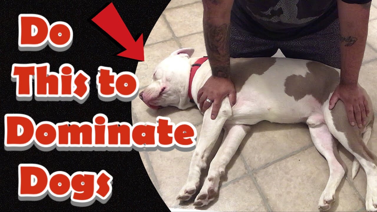 How to Pin down a dog / Side submitting dominate dogs! Become alpha and calm down a dog in minutes!