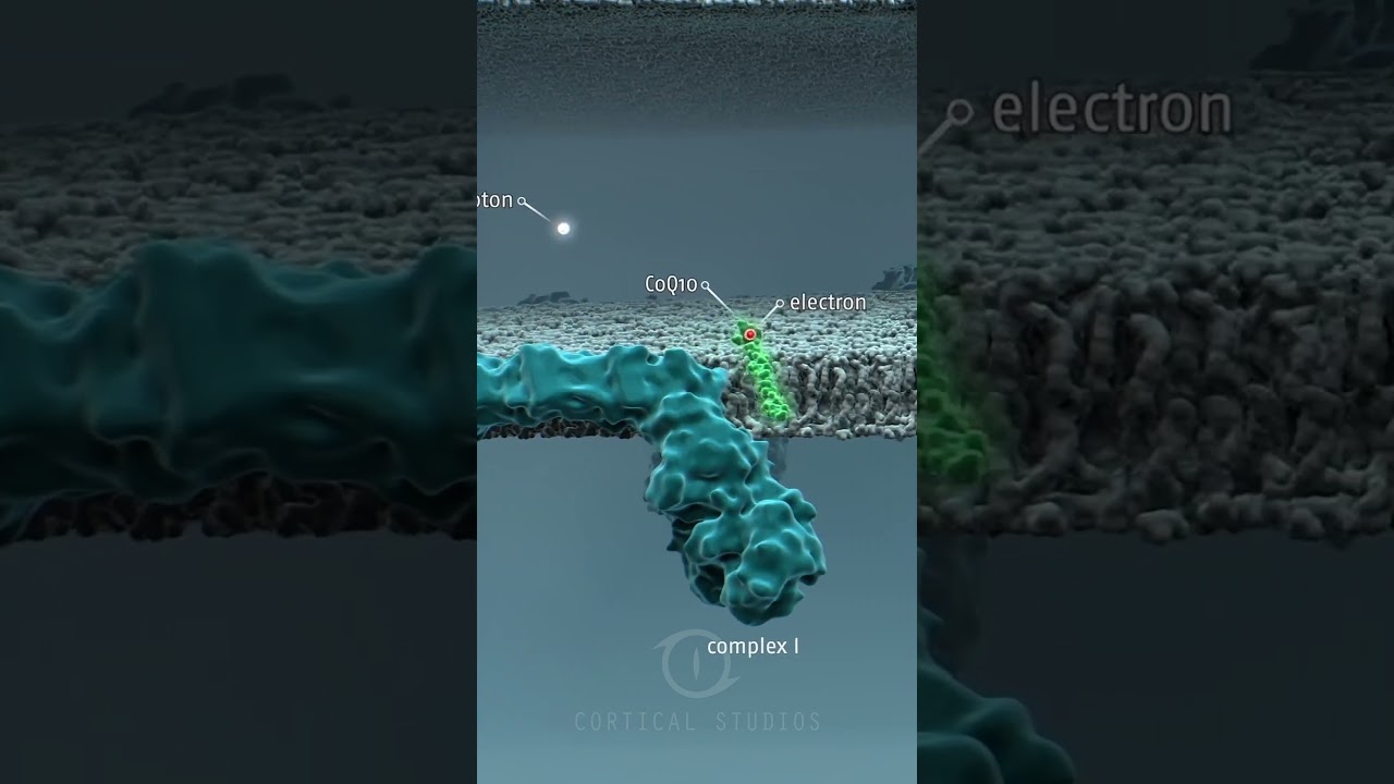 How Mitochondria Produce Energy - Oxidative Phosphorylation