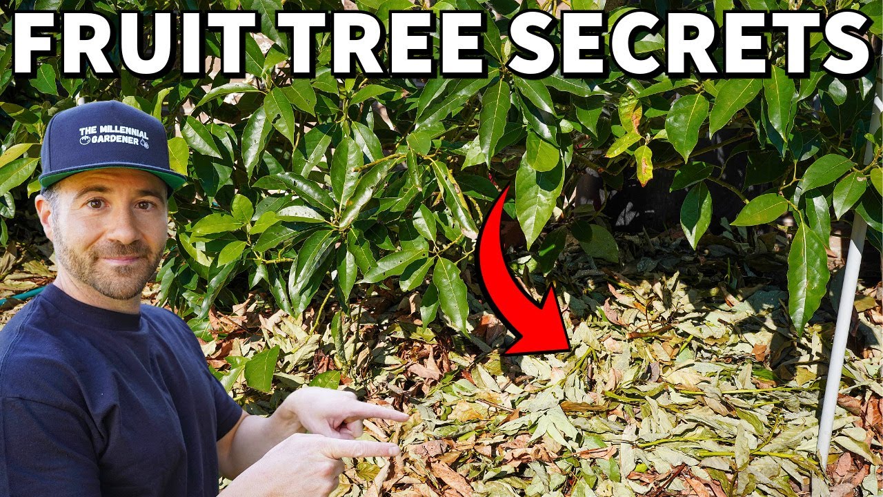My Winter Care Secrets For Healthy Productive Fruit Trees