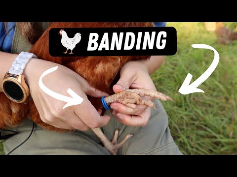 Chicken Leg Bands: How to band chicken legs the easy way