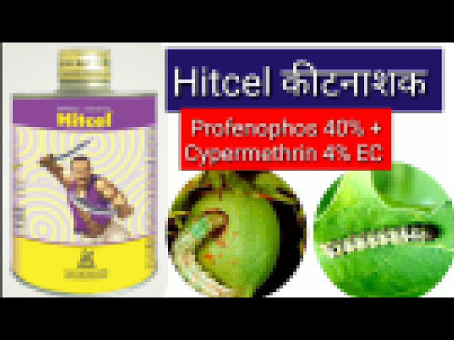 Insecticide - Polytrin C 44 Ec Wholesaler from Surat