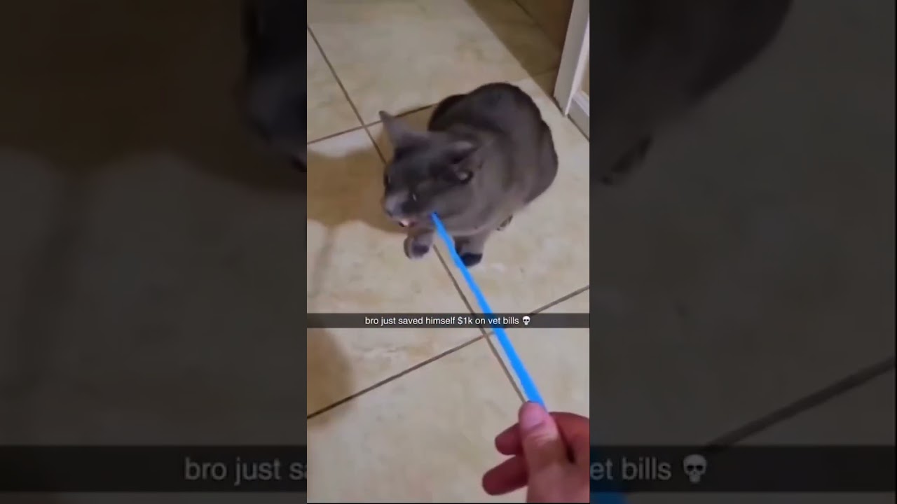 Kittyo doing magic tricks while hdyd on