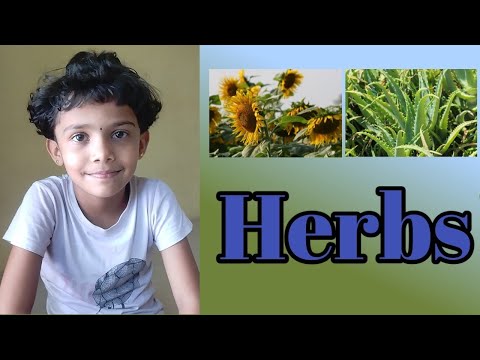 Herbs | Definition Of Herbs | What Are Herbs | Examples Of Herbs | class 2 Science | Herbs & Shrubs