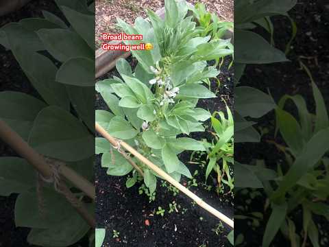 Beautiful nature #broad beans#plants #❤️❤️❤️