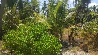 10 things to do in Tabiteuea South Lagoon Kuria Kiribati | Gems.Travel