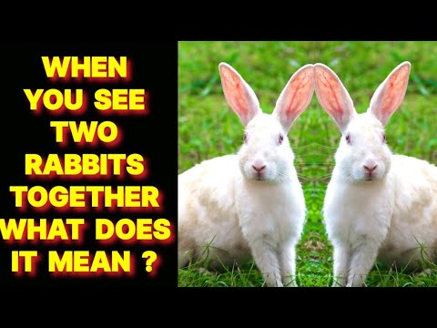 WHEN YOU SEE TWO WHITE RABBITS TOGETHER WHAT DOES IT MEAN ?