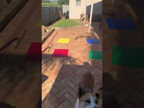Are dogs colour blind?