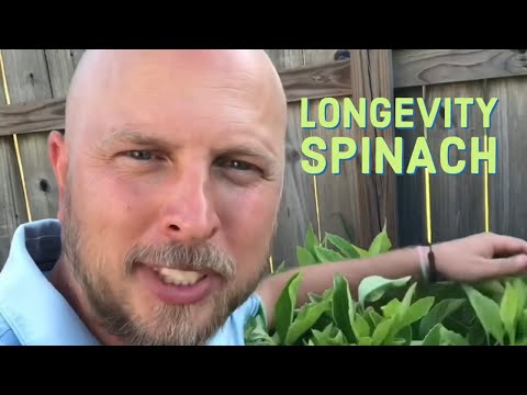 Longevity Spinach - Superfood Easy to Grow Vegetable