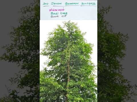 Bael tree | A Prasanth English Learning TV No 732 #english #shortsfeed #viral #shortsviral