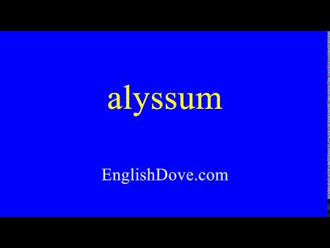 How to pronounce alyssum in American English.