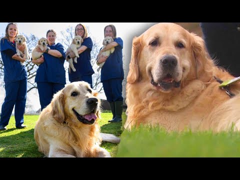 Meet The “Dog Father” - Classic Country 100.9