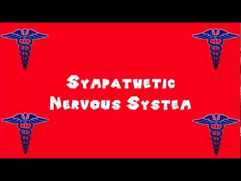 Pronounce Medical Words ― Sympathetic Nervous System