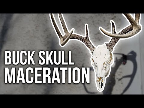 HOW TO CLEAN A DEER SKULL USING MACERATION!