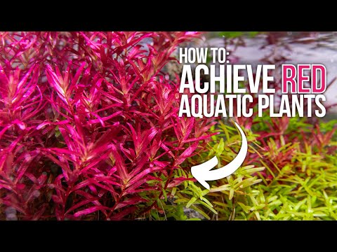 Tips for Red Aquatic Plants in Your Aquascape: Achieve Deeper Red Aquarium Plants