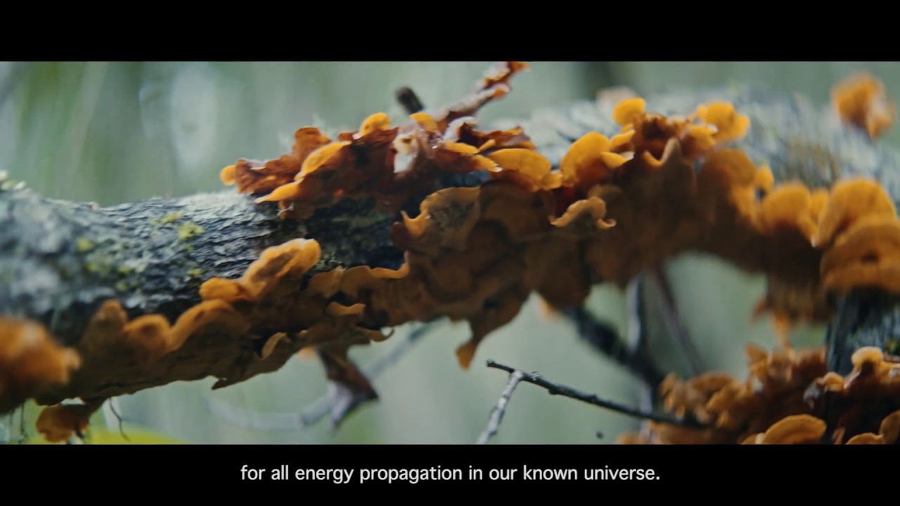 The Explorers:  Designed by Nature