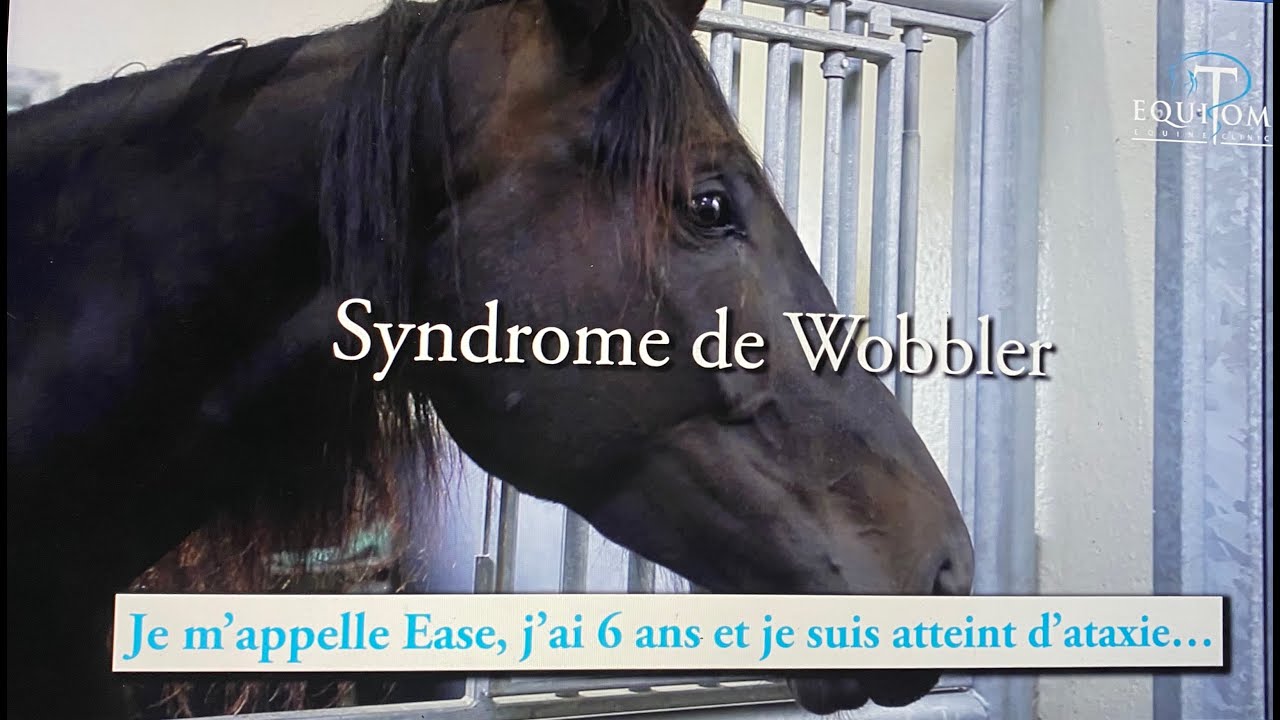 Syndrome de Wobbler, Incroyable histoire d'amour entre un CHEVAL et sa PROPRIETAIRE