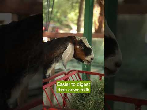 Health Benefits of Goats Milk #goatsmilk #goatsmilkbenefits