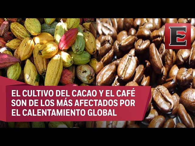 Café en bolillo, el nuevo invento que amarán los chilangos