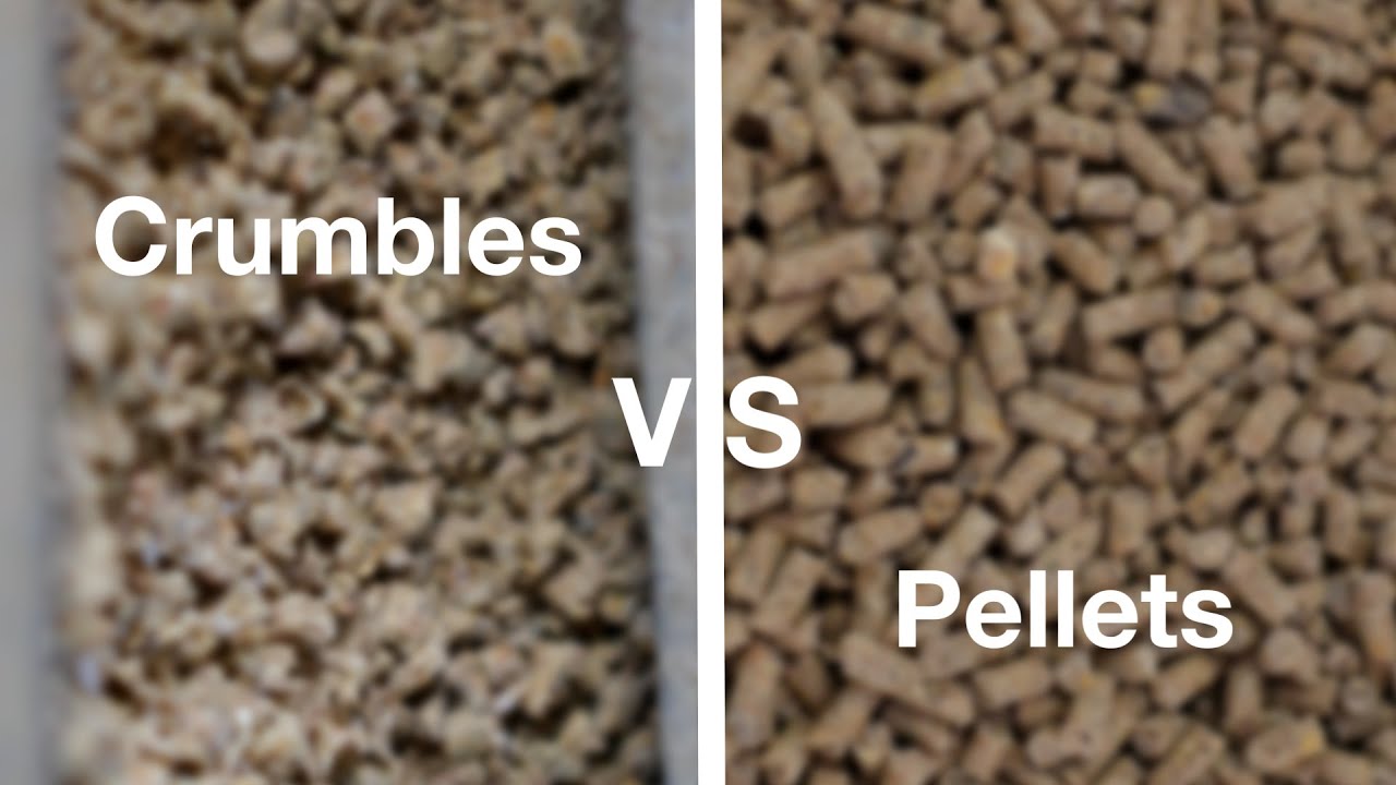 Why Use Crumble vs Pellets when Feeding Chickens?