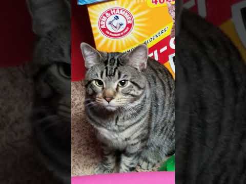 Owen Wilson cat wow #shorts #memes #funny #tiktok