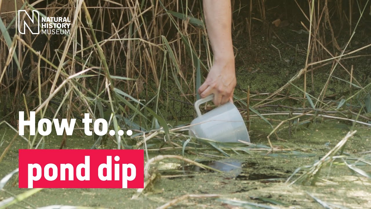 How to pond dip | Natural History Museum