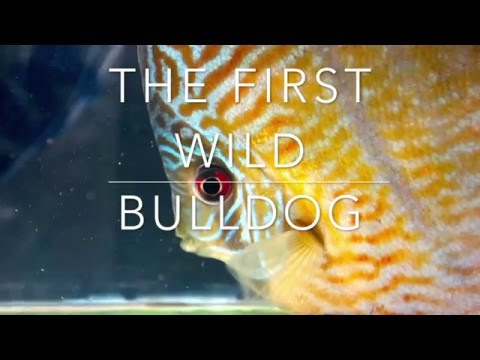 Bulldog ( see in HD definition )