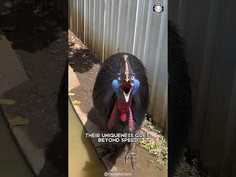 Cassowary 🦤 The Most Dangerous Bird on Earth!