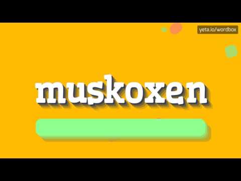 MUSKOXEN - HOW TO PRONOUNCE IT!?