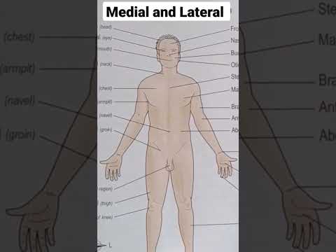 Difference between medial and lateral | medial and lateral in anatomy | basic anatomical terms