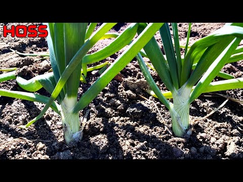 The SECRET SAUCE to GROWING BIG ONIONS!