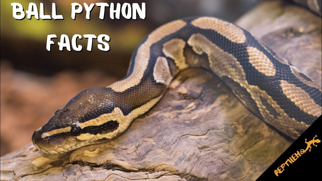 Surprising Ball Python Facts You Probably Didn't Know