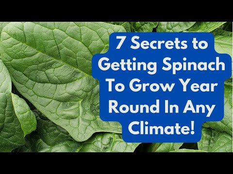 7 Secrets to getting spinach to grow year round in any climate