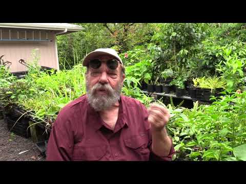 Seeds Scarifiction Stratification & Hot Water Treatment