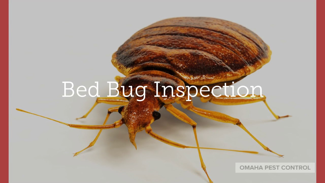 Bed Bug Inspection - Omaha, Nebraska