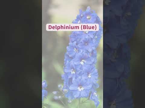 【Flower Name AND The Language】(no.39)Delphinium (Blue)