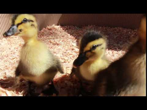 Rouen Ducklings