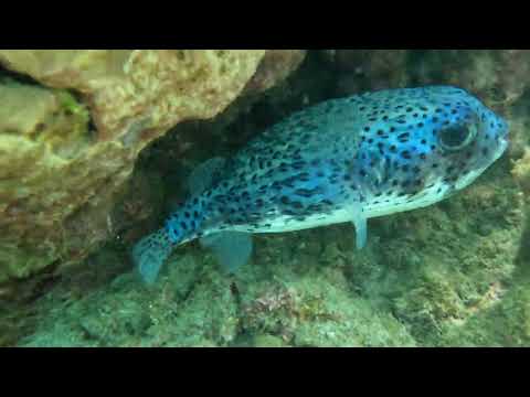 Rare Blue Pufferfish Waialea Beach Big Island Hawaii