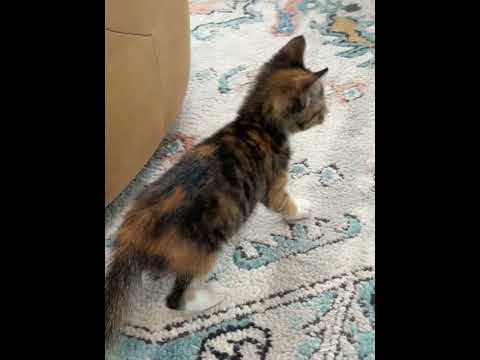 Cat for adoption - Dakota Fanning, a Calico & Domestic Short Hair Mix ...