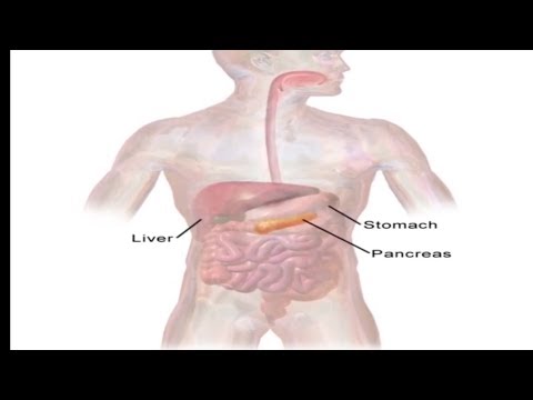 Pancreas And It's Functions , What Are The Functions of Pancreas ? , Functions of Pancreas, Pancreas