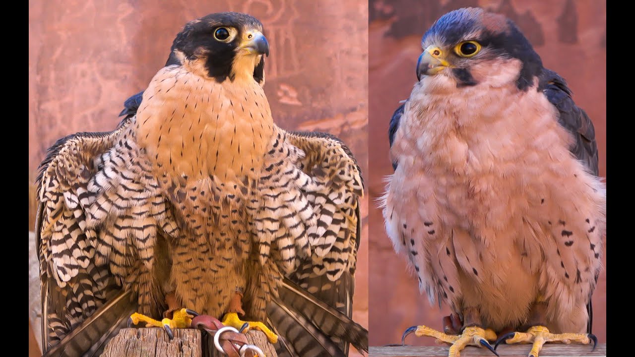 Falconry: Peregrine Falcon VS Lanner Falcon