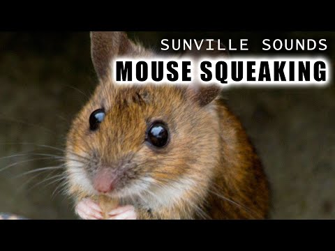 1 Hour of Mouse Squeaking | Animal Sounds with Peter Baeten