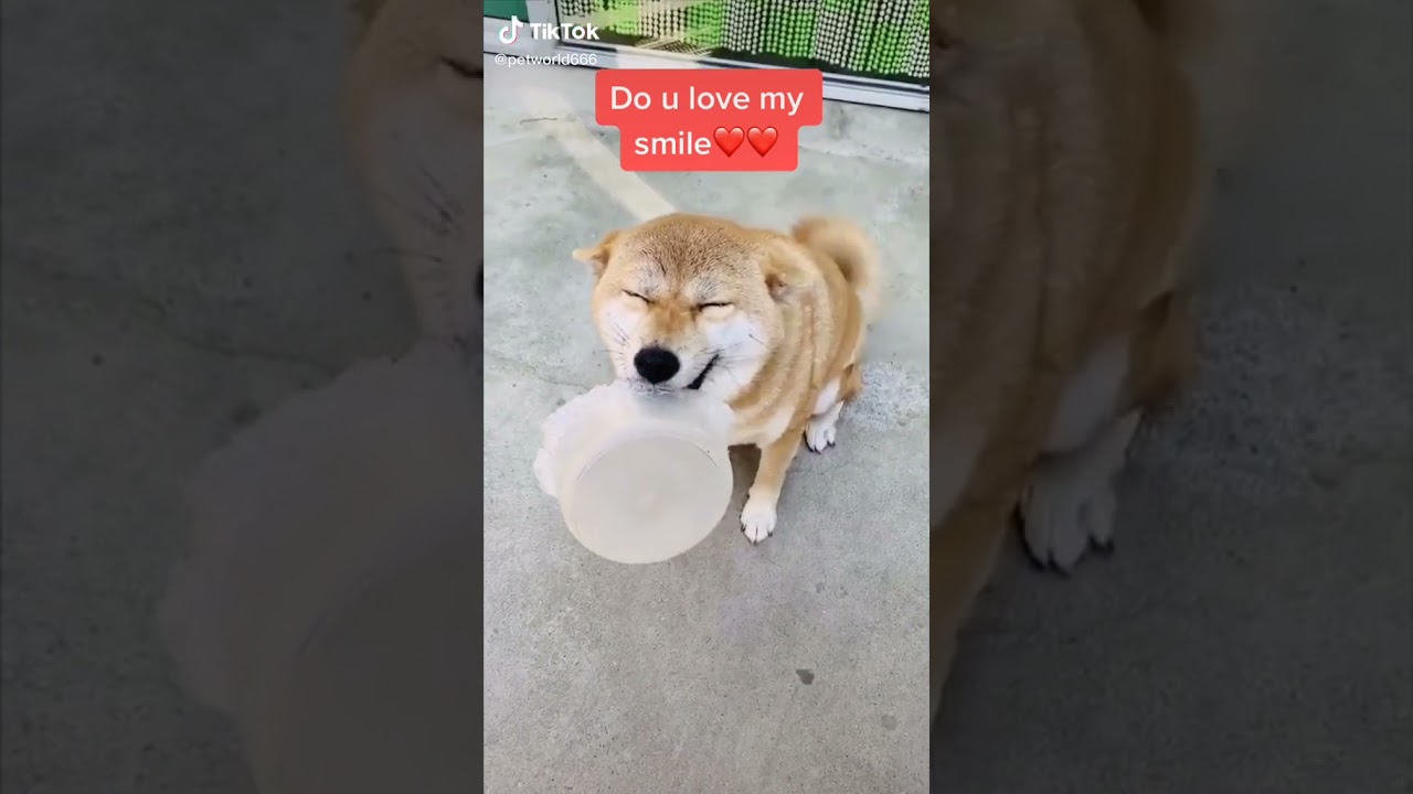 WATCH TIL the END 😂🐶 #dog #funny #video #creative #jordikoalitic#00005