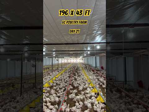 (196 ft X 43 ft) 11000 Capacity EC Poultry Farm || Day 21