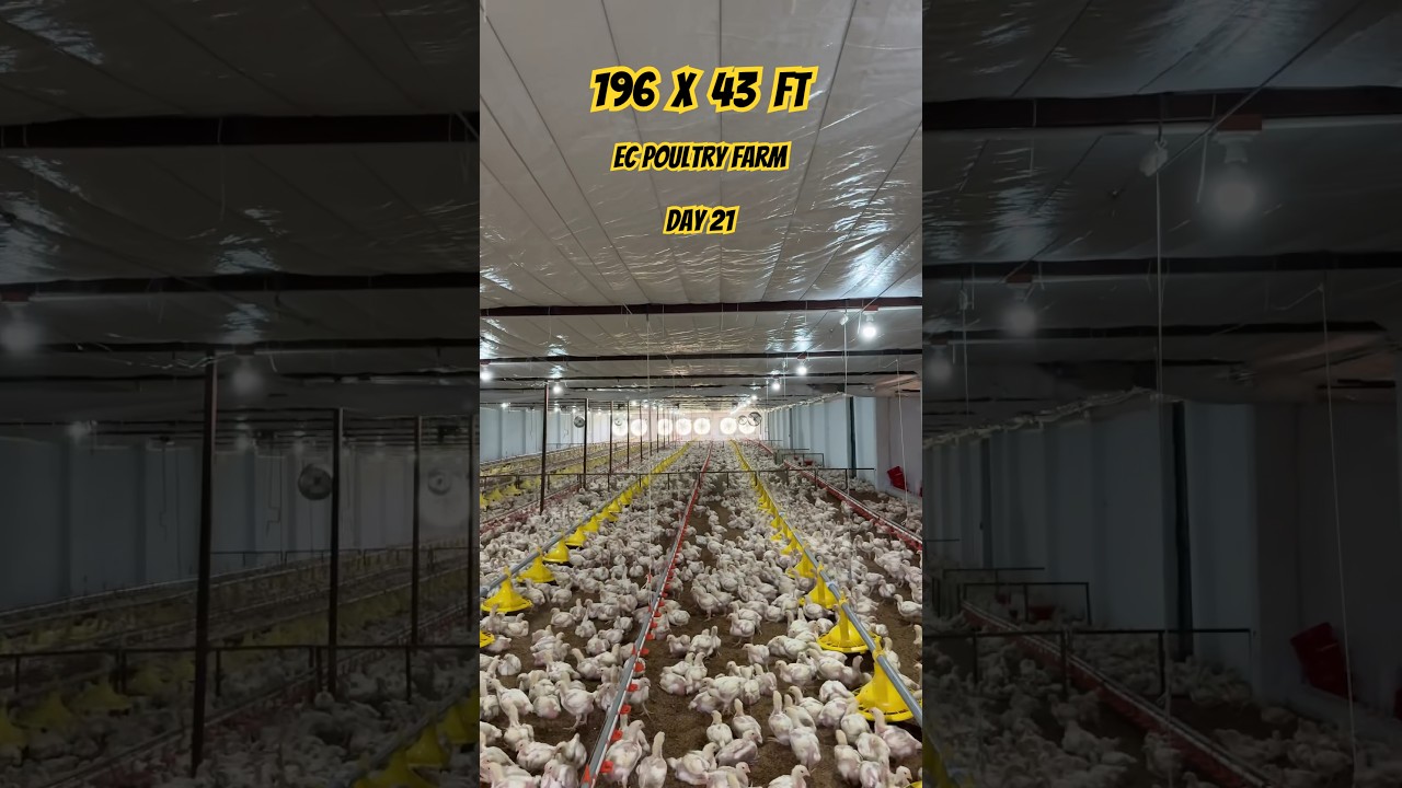 (196 ft X 43 ft) 11000 Capacity EC Poultry Farm || Day 21