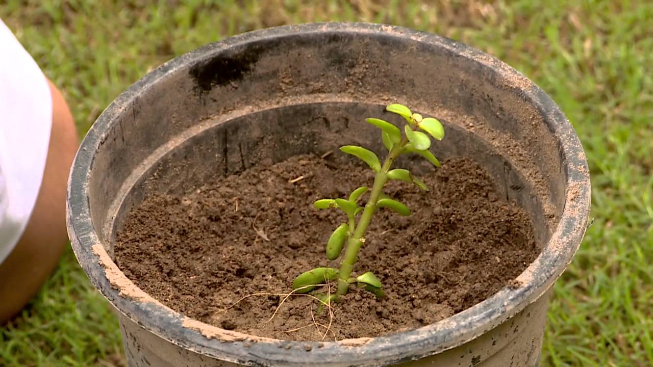 The Indian School Movie