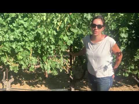 Veraison in Howell Mountain | Winemaker Laura Barrett | Clif Family Winery