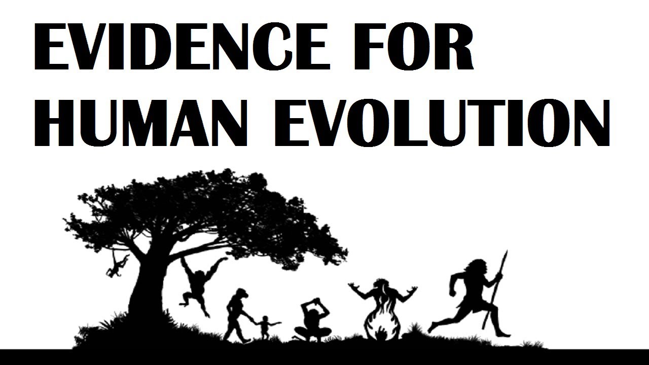 Studyforbio: Evidence for Human Evolution