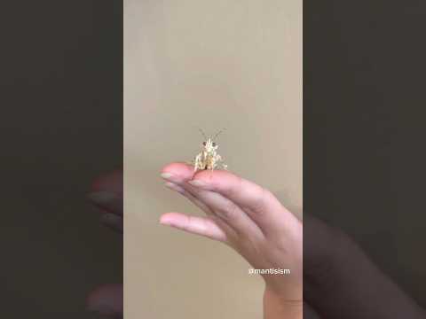 Praying mantis “night eyes”